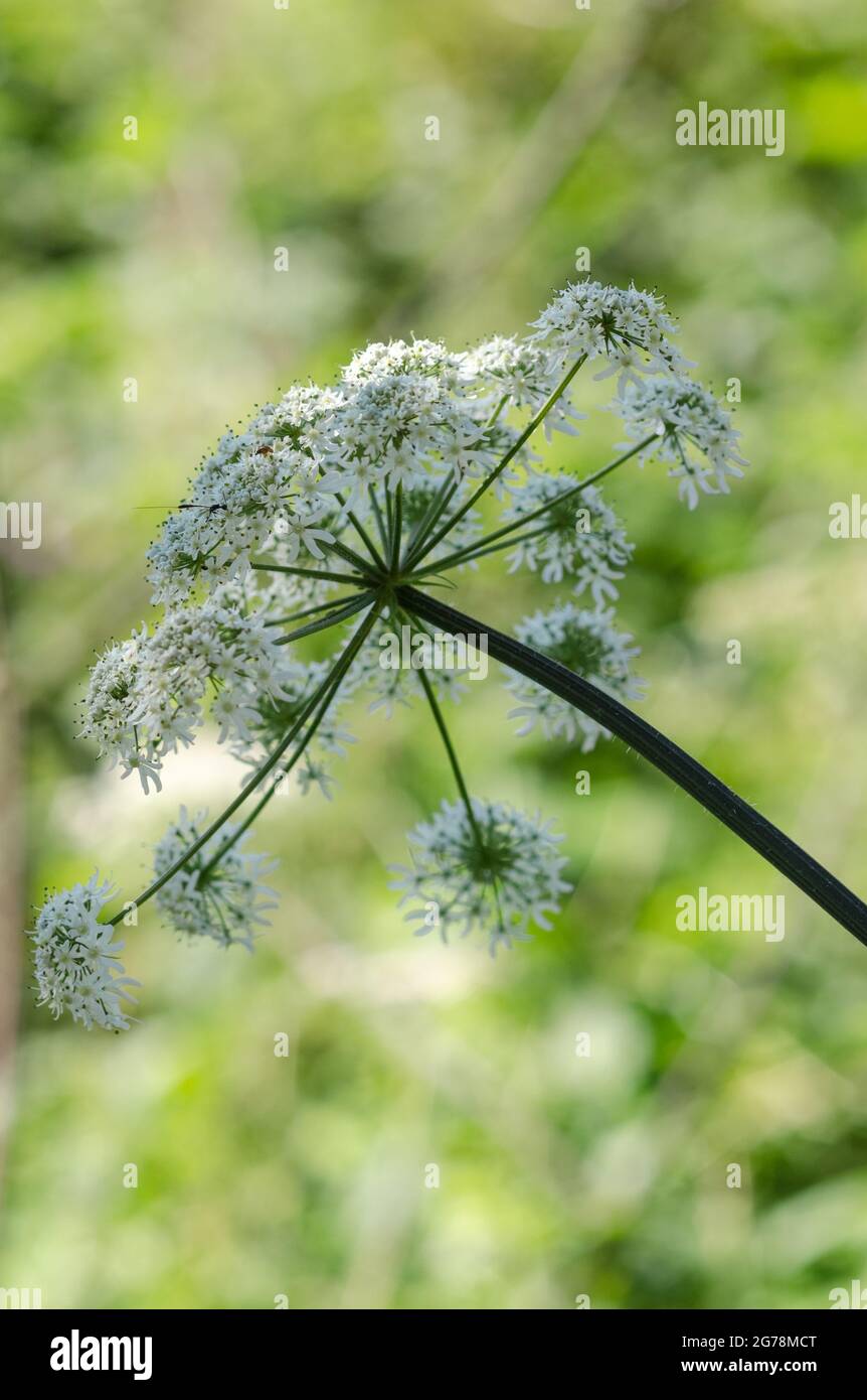 Heracleum mantegazzianum, Hogweed, Apiaceae, known as cartwheel-flower ...