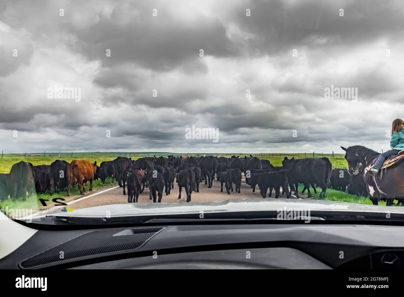 Cow driving car hi-res stock photography and images - Alamy