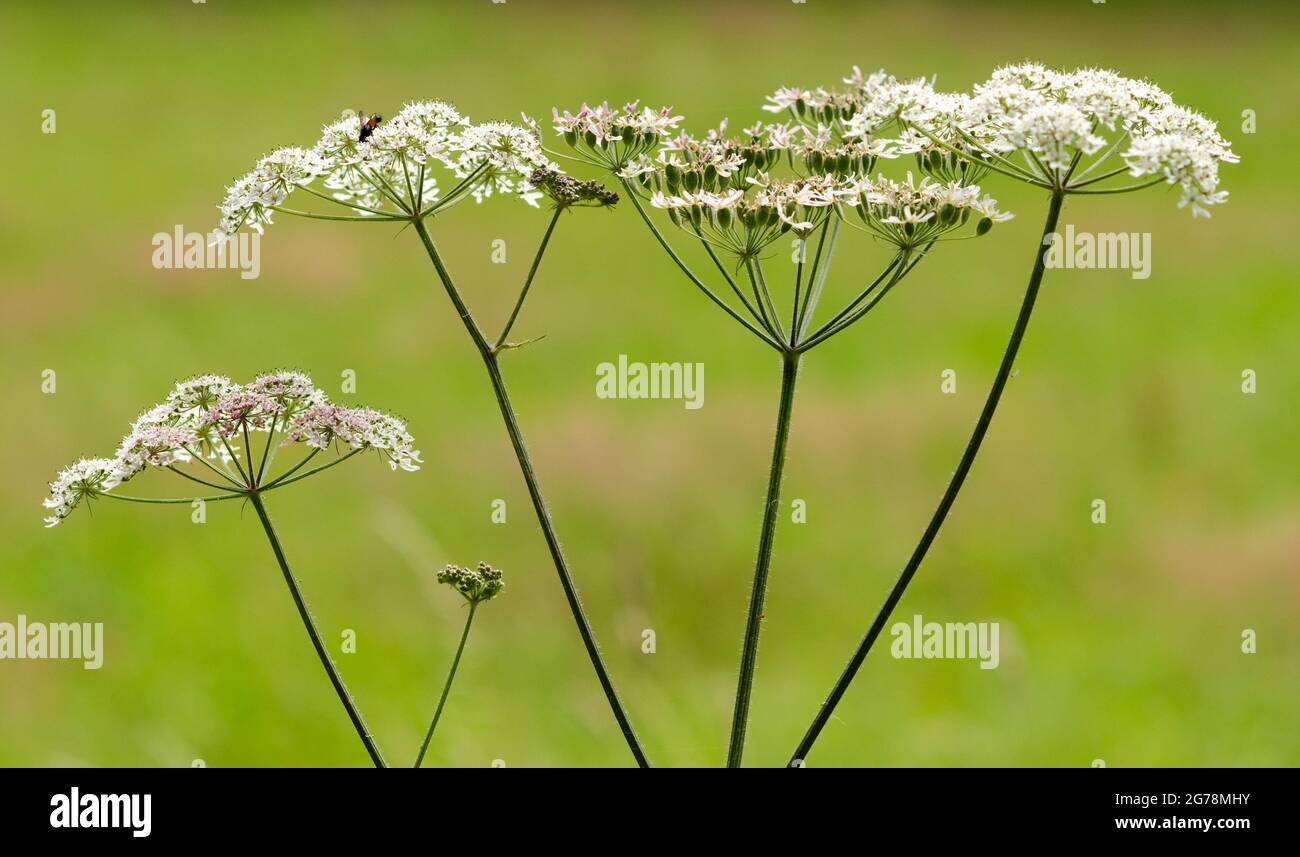 Heracleum mantegazzianum, Hogweed, Apiaceae, known as cartwheel-flower ...