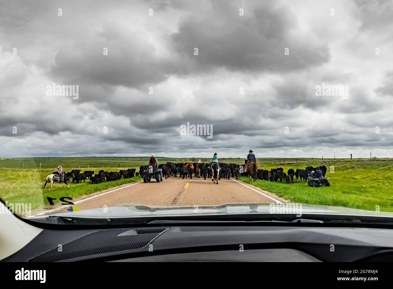 Driving cattle along road hi-res stock photography and images - Alamy