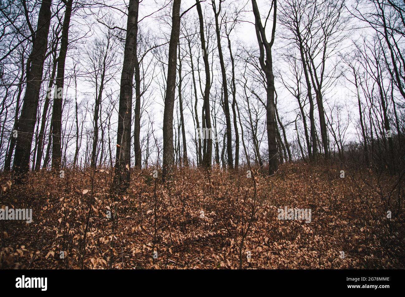 Germany, Teutoburg Forest, Liener Berg, Bad Iburg Stock Photo - Alamy