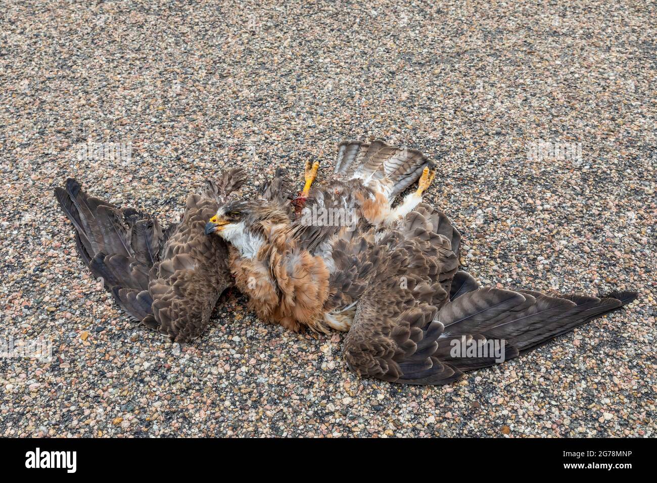 Dead Prairie Falcon, Falco mexicanus,Nebraska, USA Stock Photo - Alamy