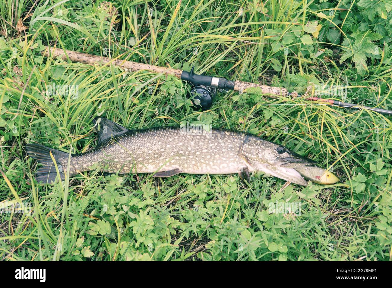 Pike and spinning rod with baitcasting reel on grass. Esox Lucius Stock ...