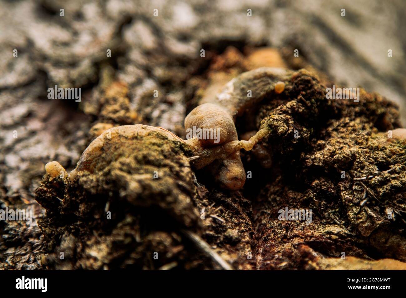 Harz berg hi-res stock photography and images - Alamy