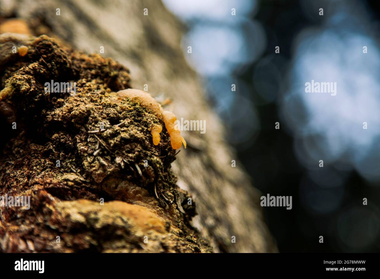 Germany, Teutoburg Forest, Altruper Berg, Lienen, tree sap Stock Photo ...