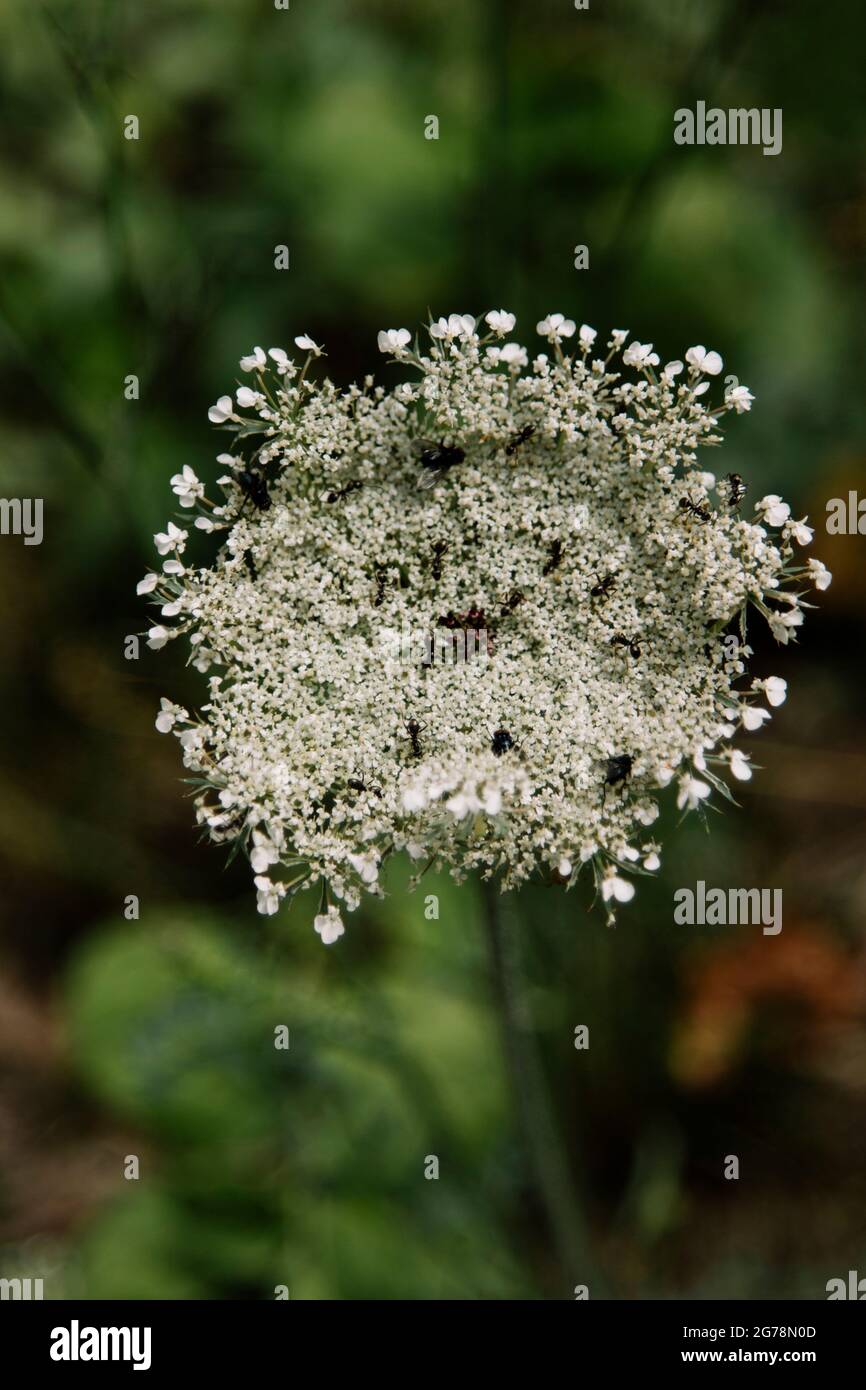 Germany, Teutoburg Forest, Westerbecker Berg, Lienen Stock Photo - Alamy