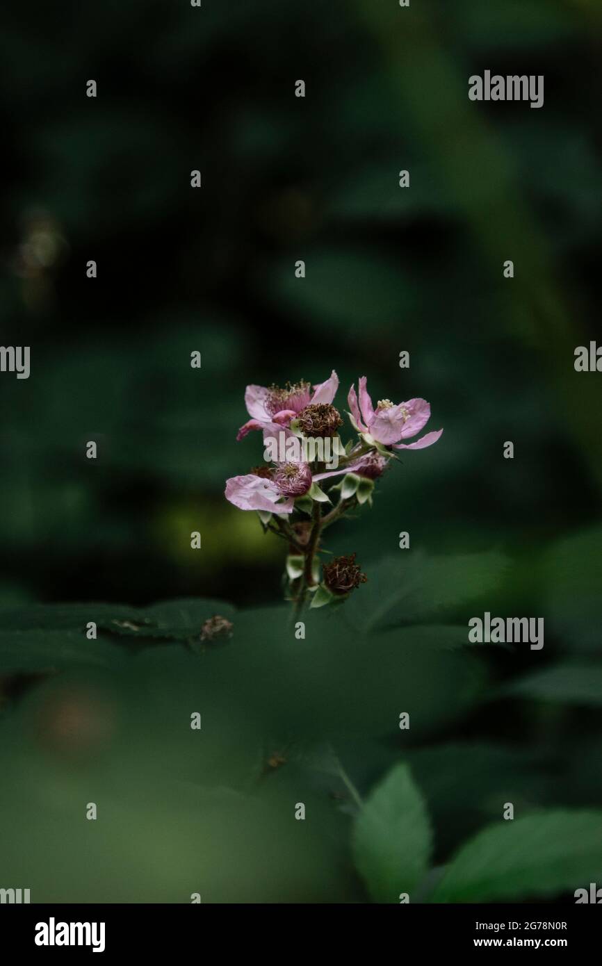 Germany, Teutoburg Forest, Westerbecker Berg, Lienen Stock Photo - Alamy