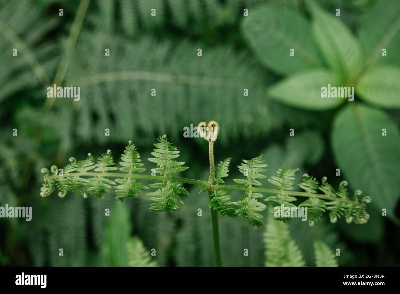 Germany, Teutoburg Forest, Westerbecker Berg, Lienen Stock Photo - Alamy