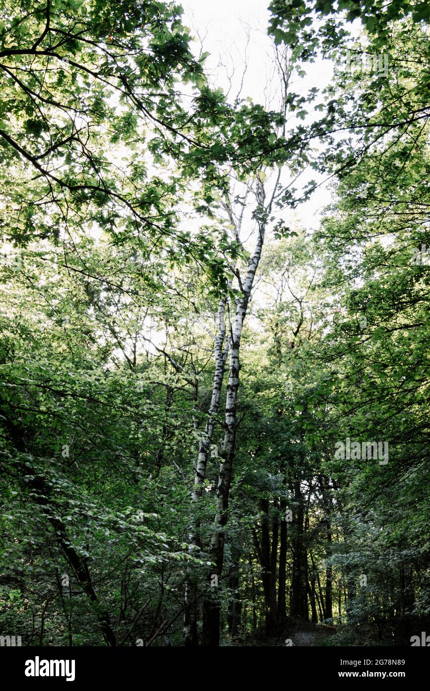 Germany, Teutoburg Forest, Intruper Berg, Lengerich Stock Photo - Alamy