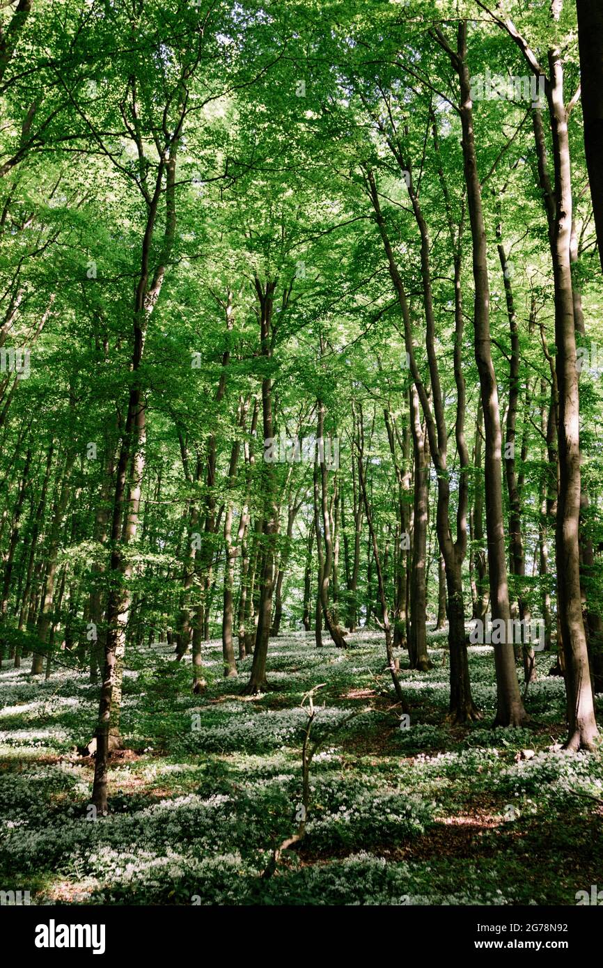 Germany, Teutoburg Forest, Intruper Berg, Lengerich Stock Photo - Alamy