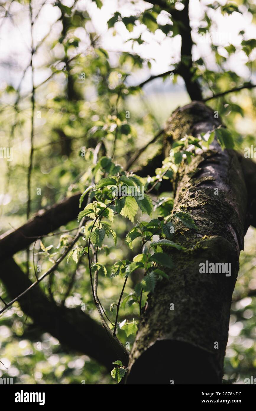 Germany, Teutoburg Forest, Intruper Berg, Lengerich Stock Photo - Alamy