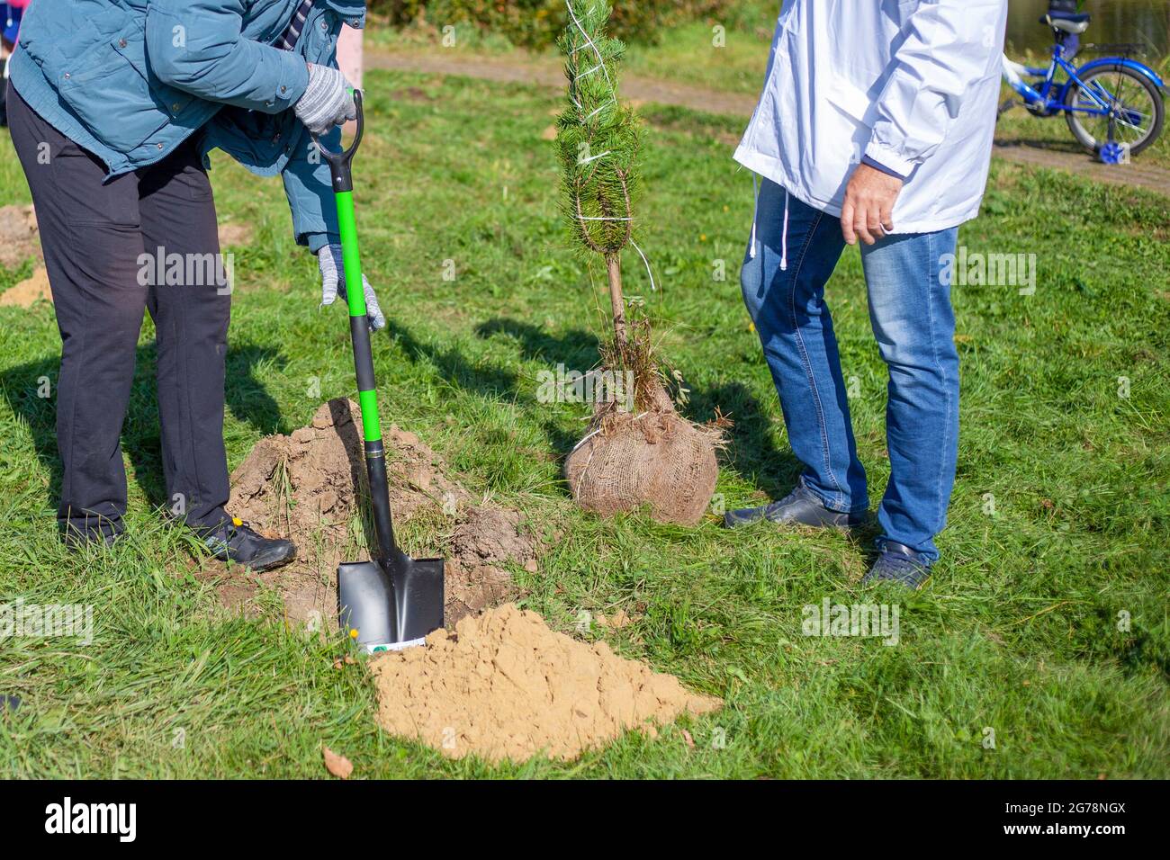 Planting pine trees in the ground. The gardener is planting a tree. A ...