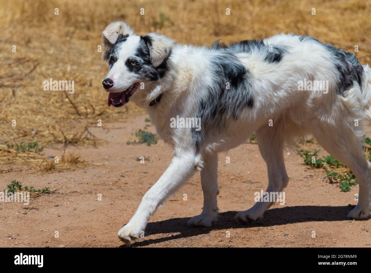 Border Collie dog, female, walking in outback Australia Stock Photo - Alamy