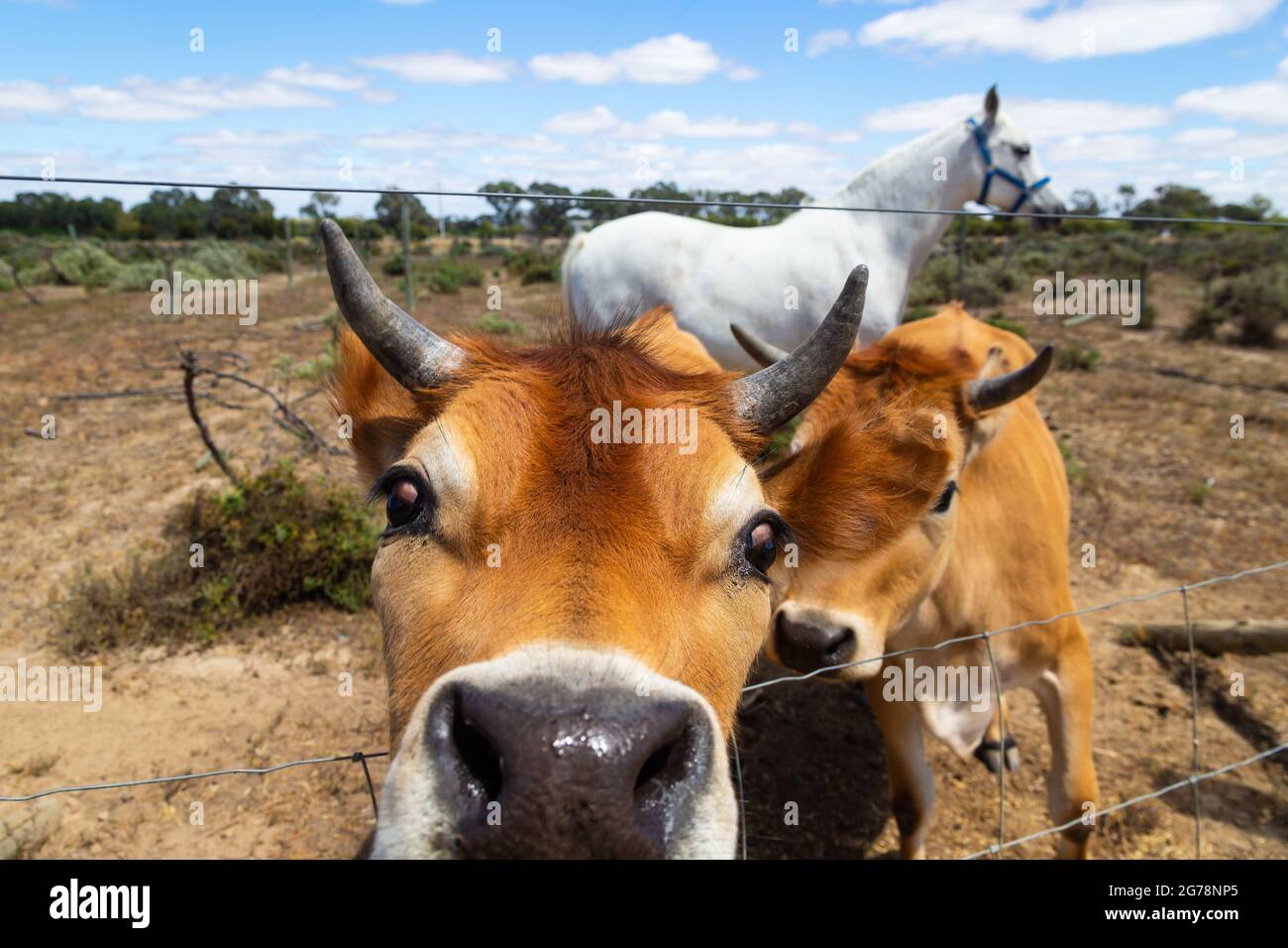 Cow very close to camera in a farm in outback Australia Stock Photo - Alamy