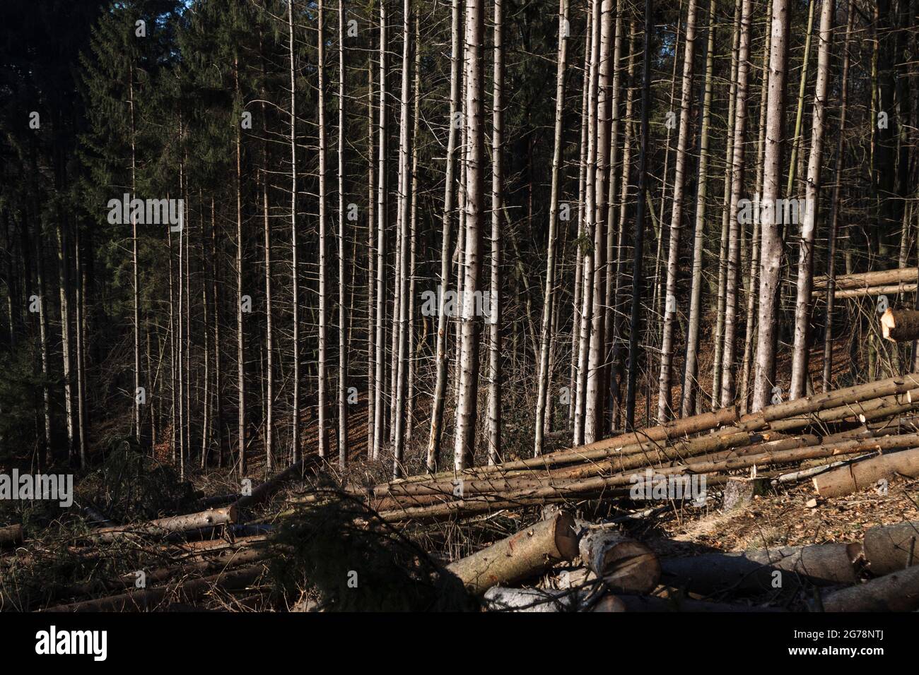 Germany, Teutoburg Forest in Munster region, Ibbenbueren Stock Photo ...