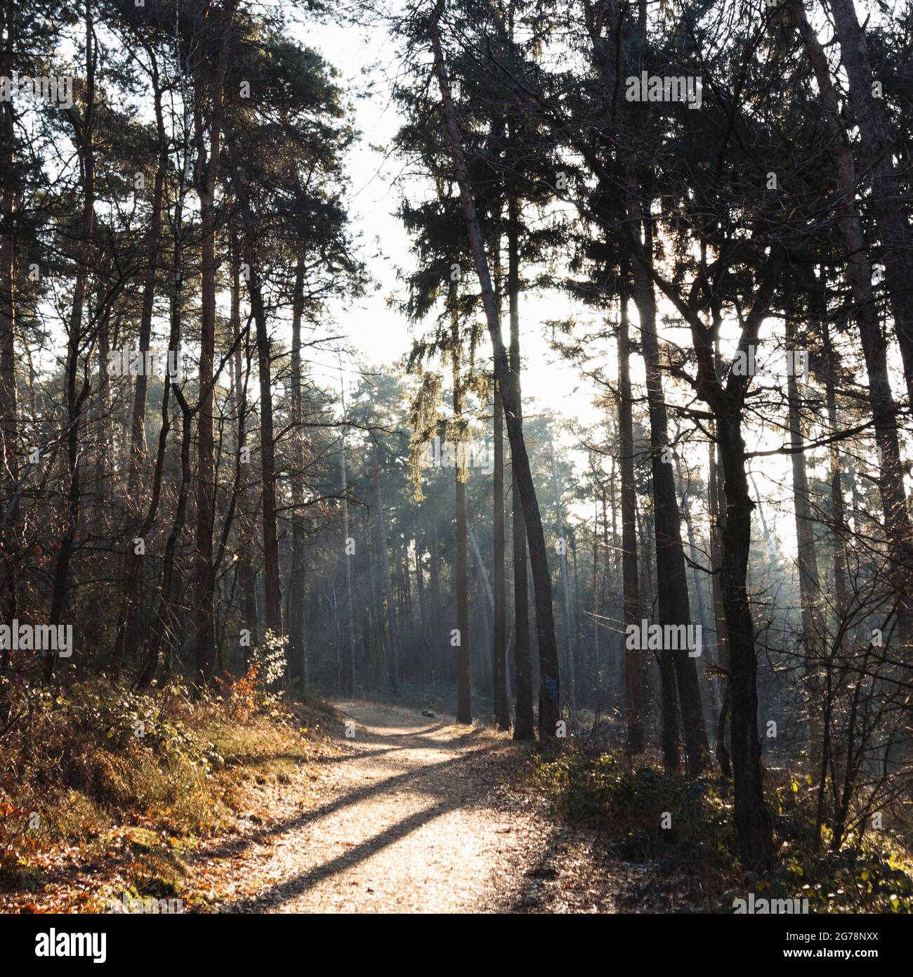 Germany, Teutoburg Forest in Munster region, Ibbenbueren Stock Photo ...