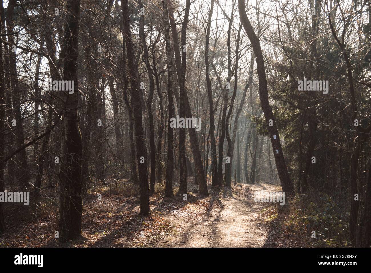 Germany, Teutoburg Forest in Munster region, Ibbenbueren Stock Photo ...