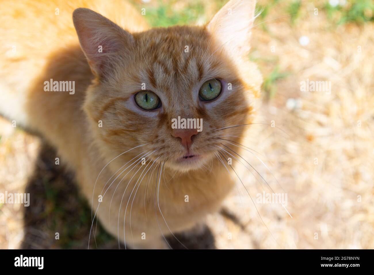 Cat up close hi-res stock photography and images - Alamy
