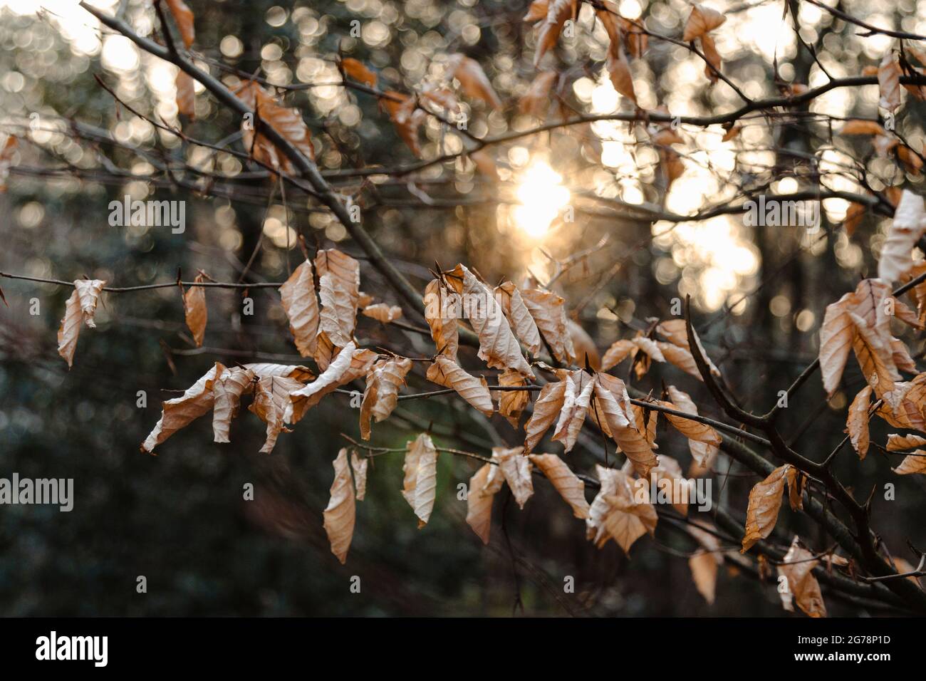 Germany, Teutoburg Forest in Munster region, Ibbenbueren Stock Photo ...