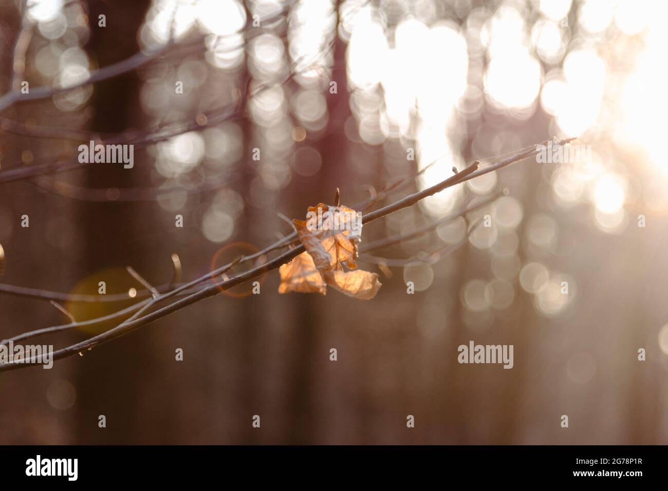 Germany, Teutoburg Forest in Munster region, Ibbenbueren Stock Photo ...
