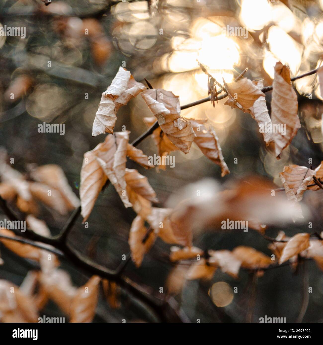Germany, Teutoburg Forest in Munster region, Ibbenbueren Stock Photo ...