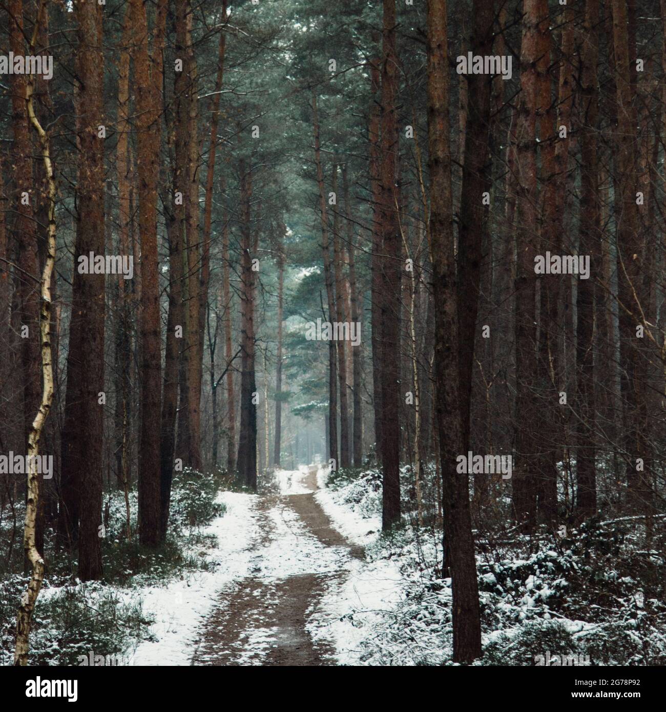 Germany, Teutoburg Forest in Munster region, Ibbenbueren Stock Photo ...