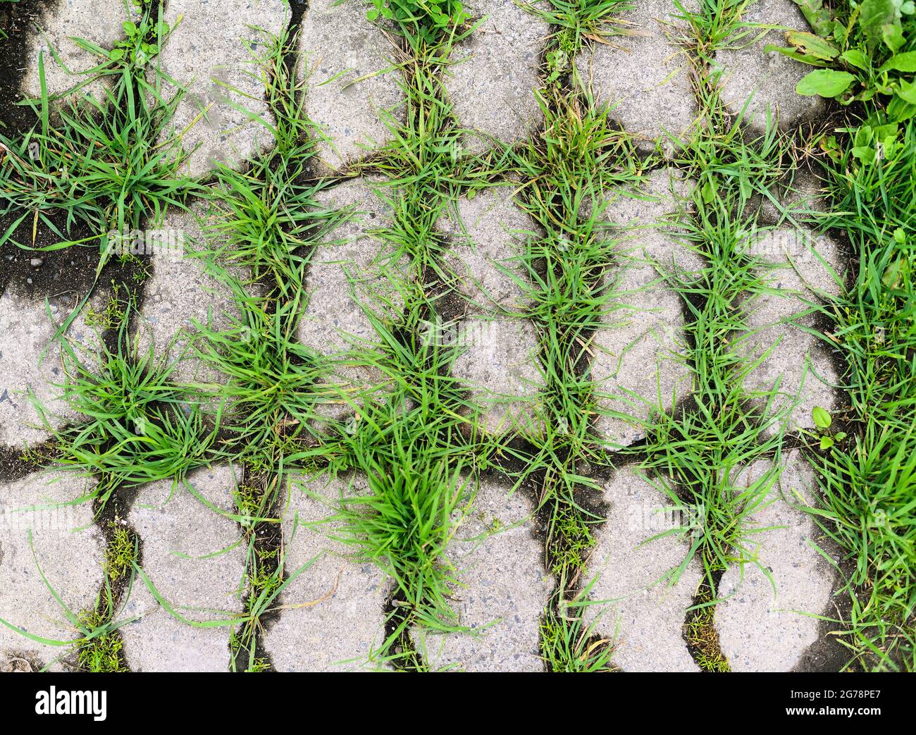Green leaves growing among the paving slabs. New life concept Stock ...