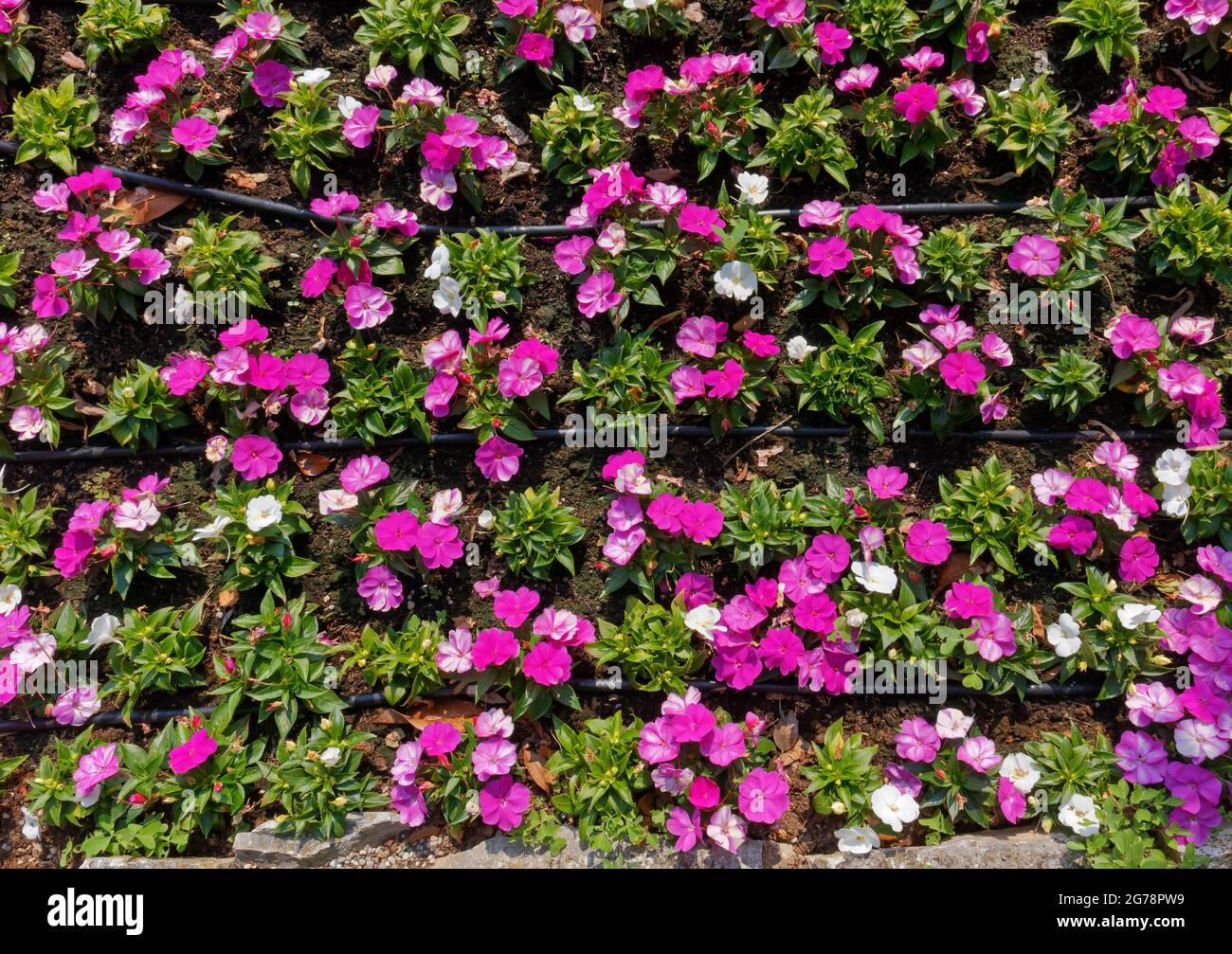 Detail of a flowerbed equipped with an irrigation system, with purple ...
