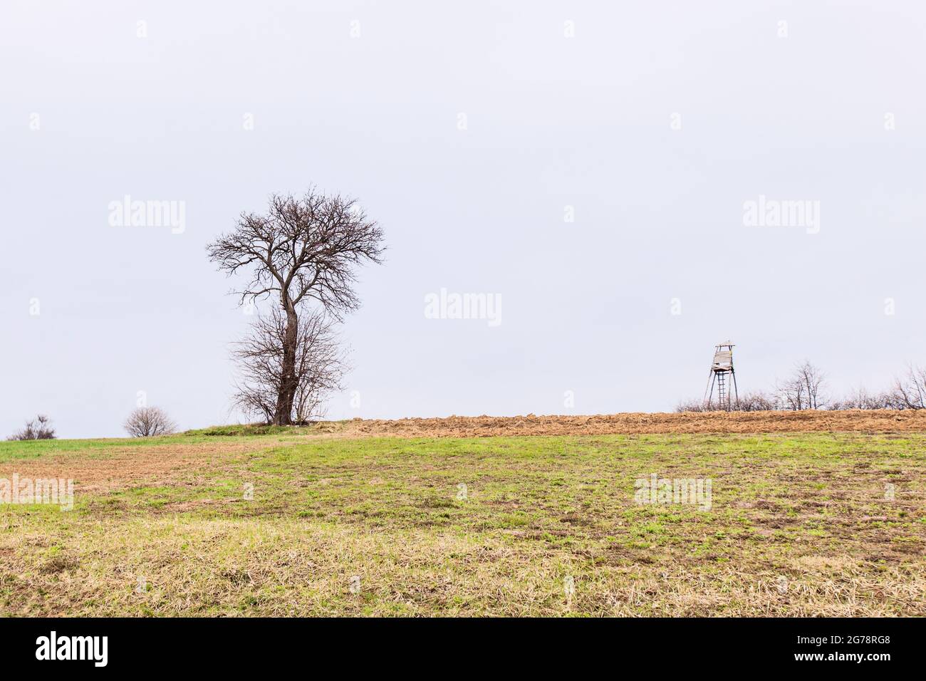 Lonely tree on field , nature landscape with copy space, springtime ...