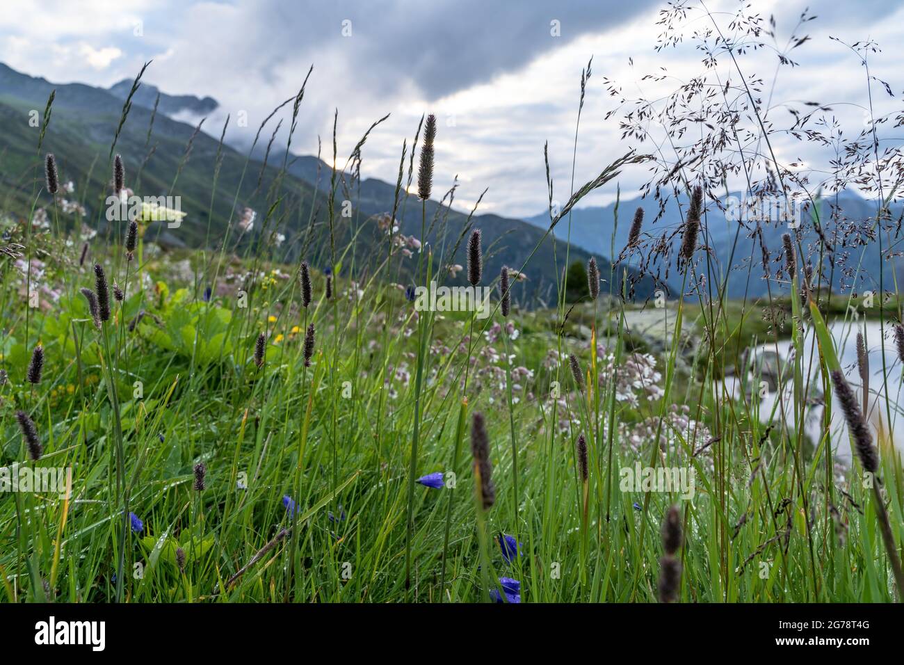 Picturesque mountain meadow on the lake of the friedrichshafener hutte ...