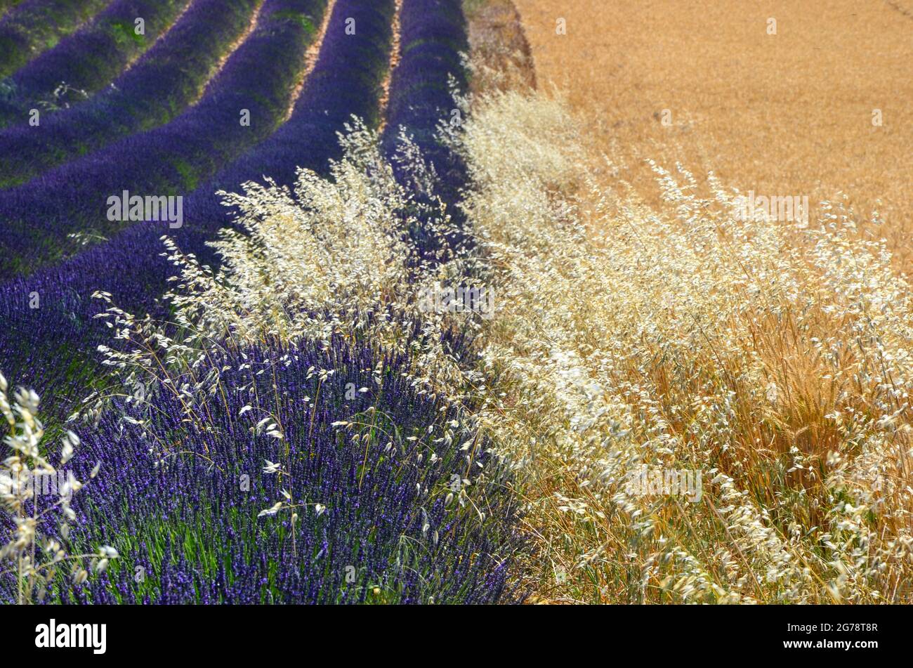 Lavender field and cereals hi-res stock photography and images - Alamy