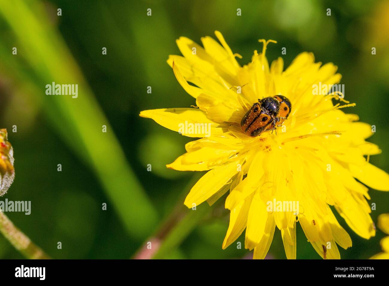 Case bearing leaf beetles hi-res stock photography and images - Alamy