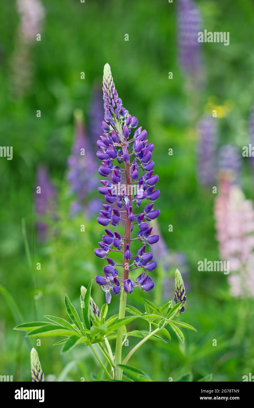 Blooming Purple Garden Lupin Flower in Nature. Colorful Lupinus ...