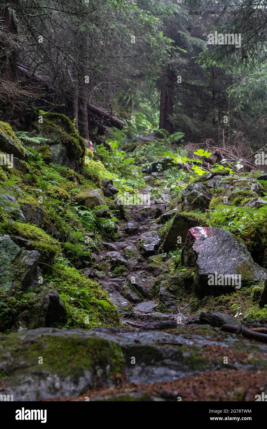 Moist summer hi-res stock photography and images - Alamy