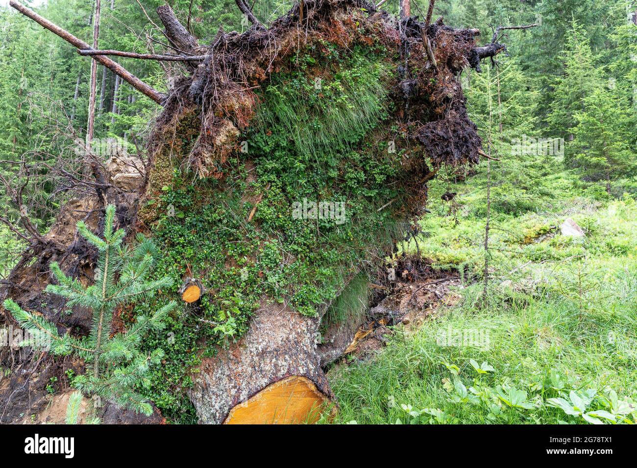 Tree uproot in storm hi-res stock photography and images - Alamy