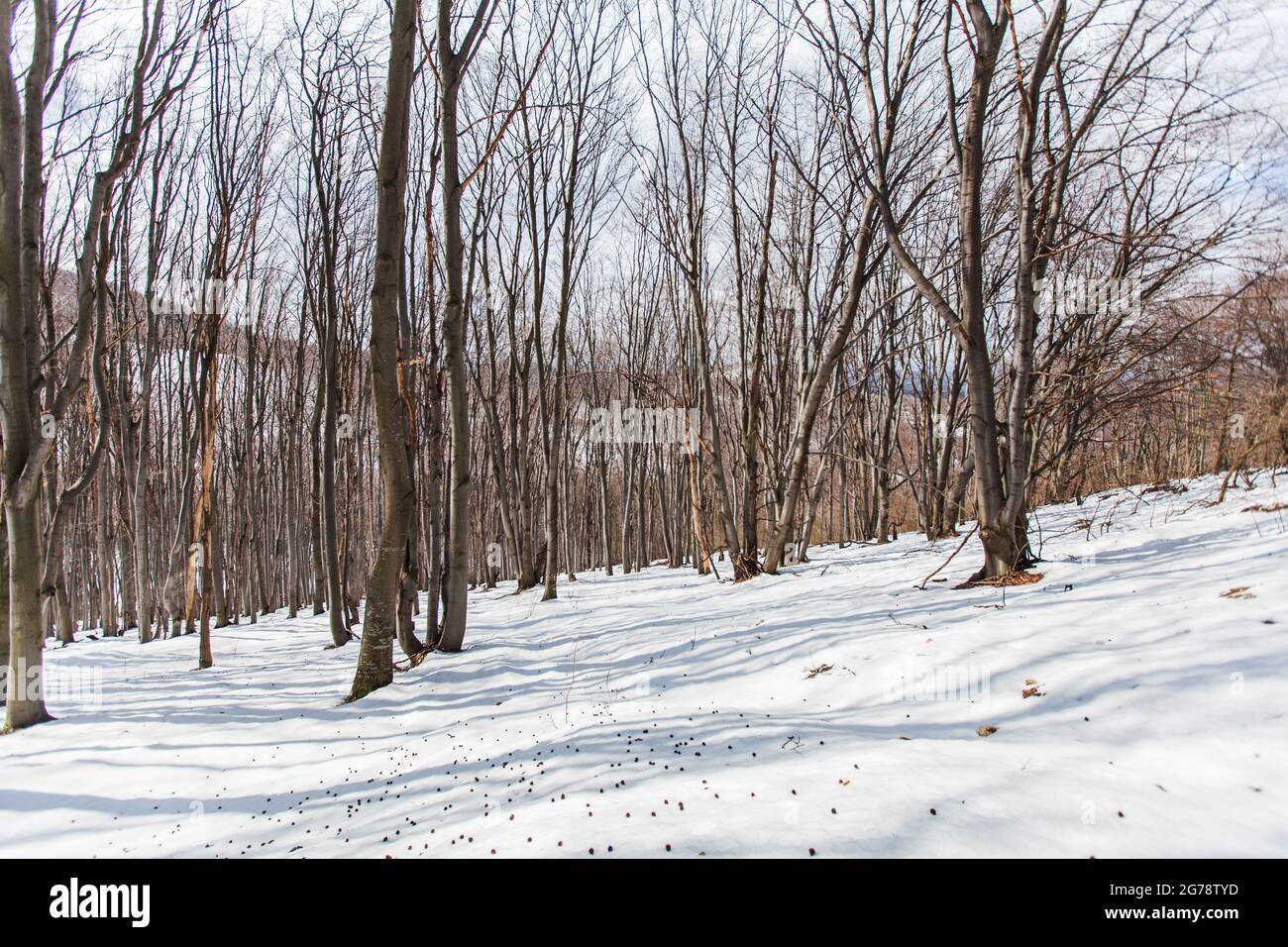Nature Landscape. Winter daylight. Mountain range in eastern Serbia ...