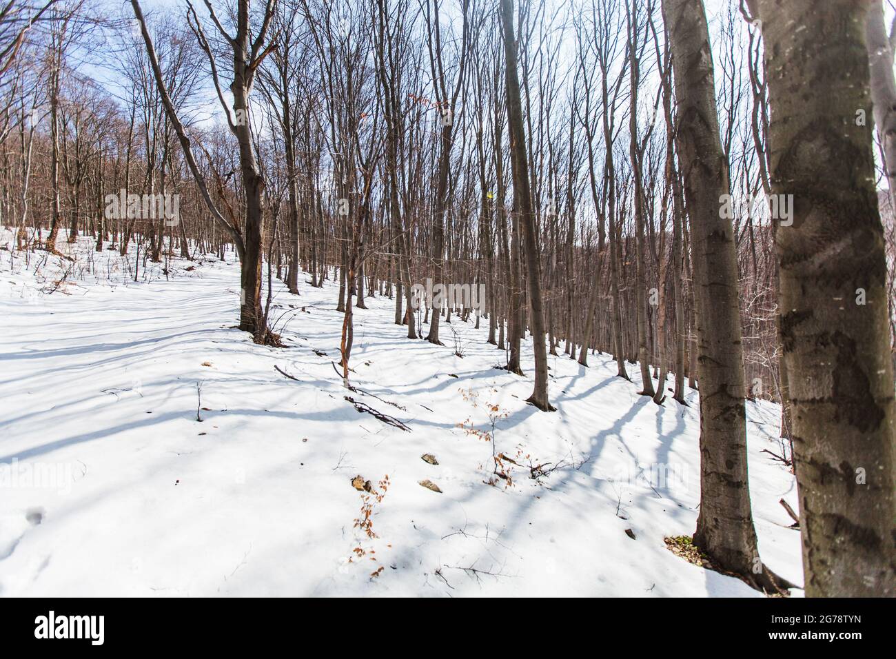 Nature Landscape. Winter daylight. Mountain range in eastern Serbia ...