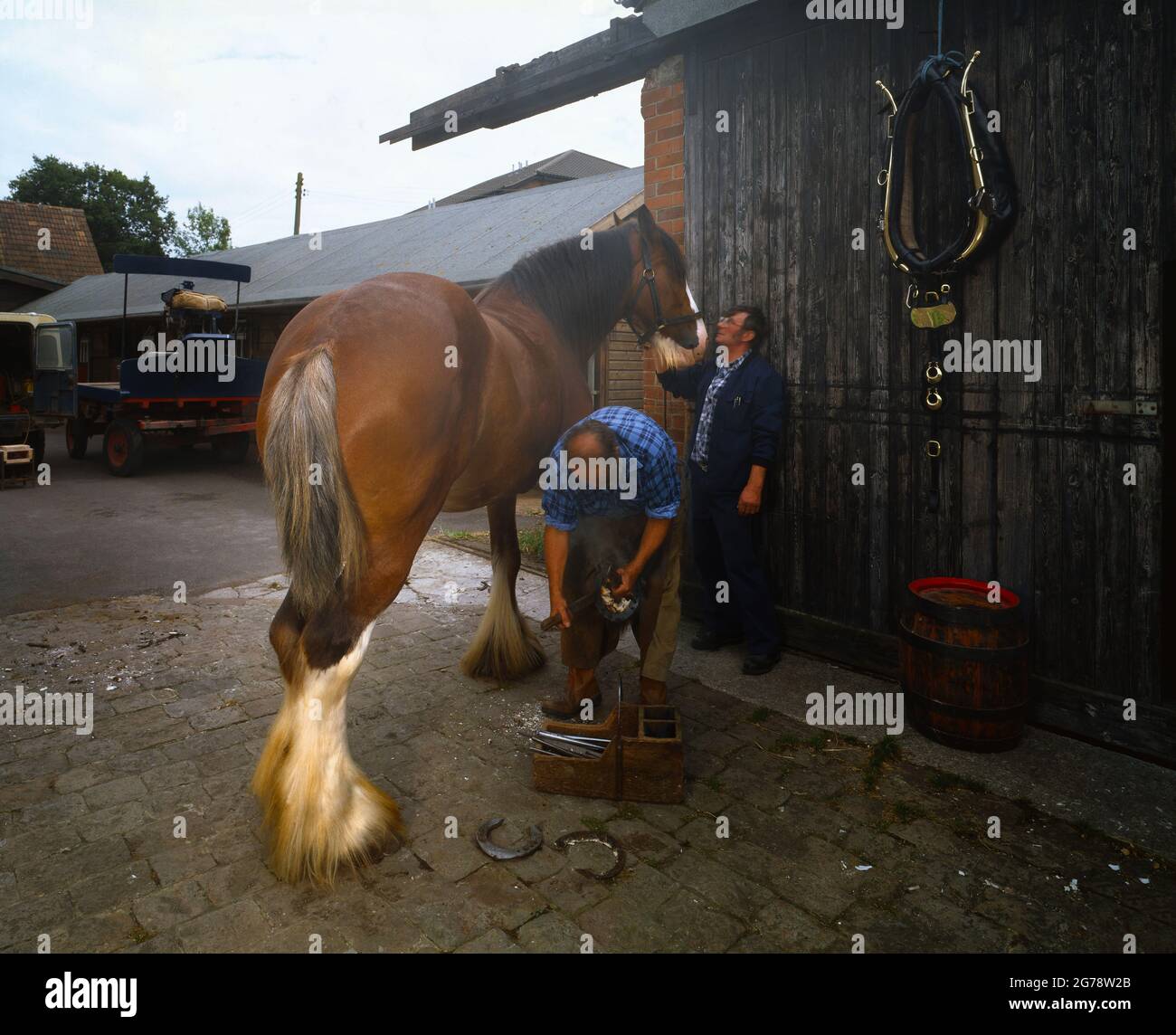 Farrier shoeing horse hi-res stock photography and images - Alamy