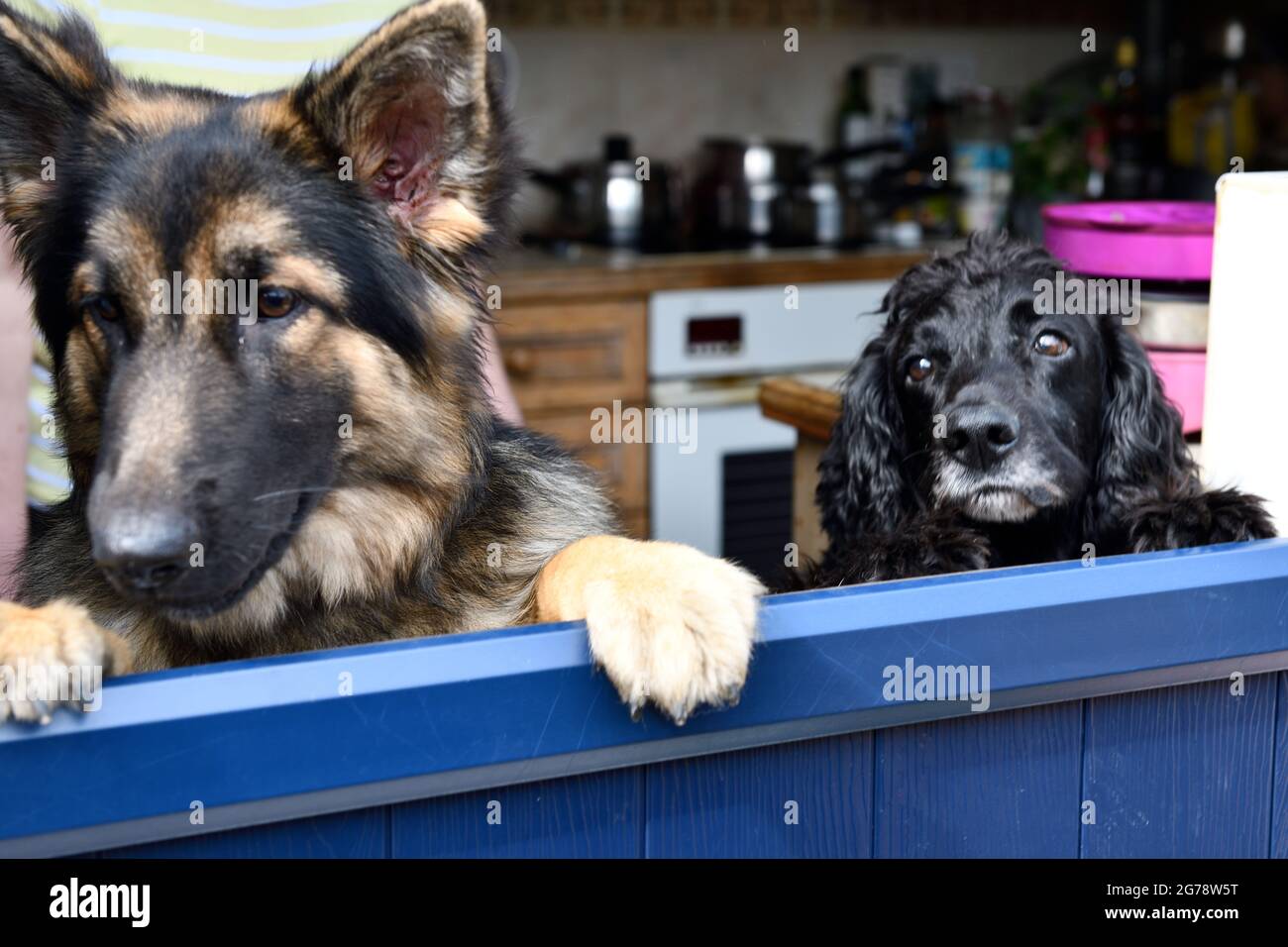 German Shepard and Cocker Spaniel Stock Photo - Alamy