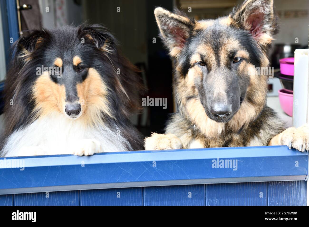 German Sheperd and Rough Collie (Lassie Stock Photo - Alamy