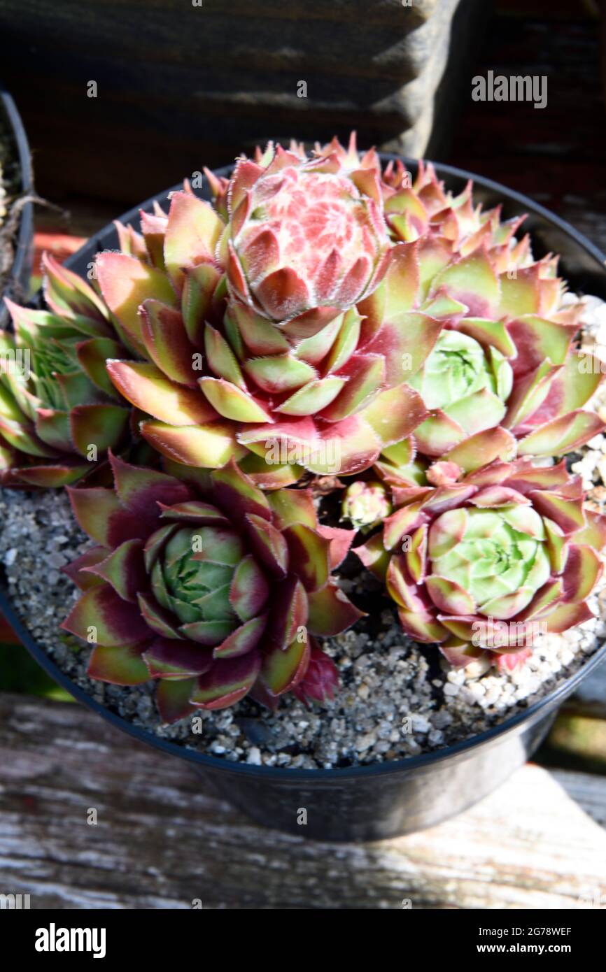Mountain Houseleek Flower (sempervivum montanum Stock Photo - Alamy