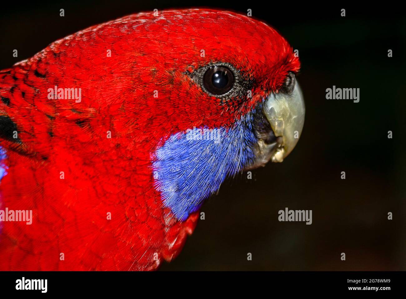 Australian birds crimson rosella hi-res stock photography and images ...