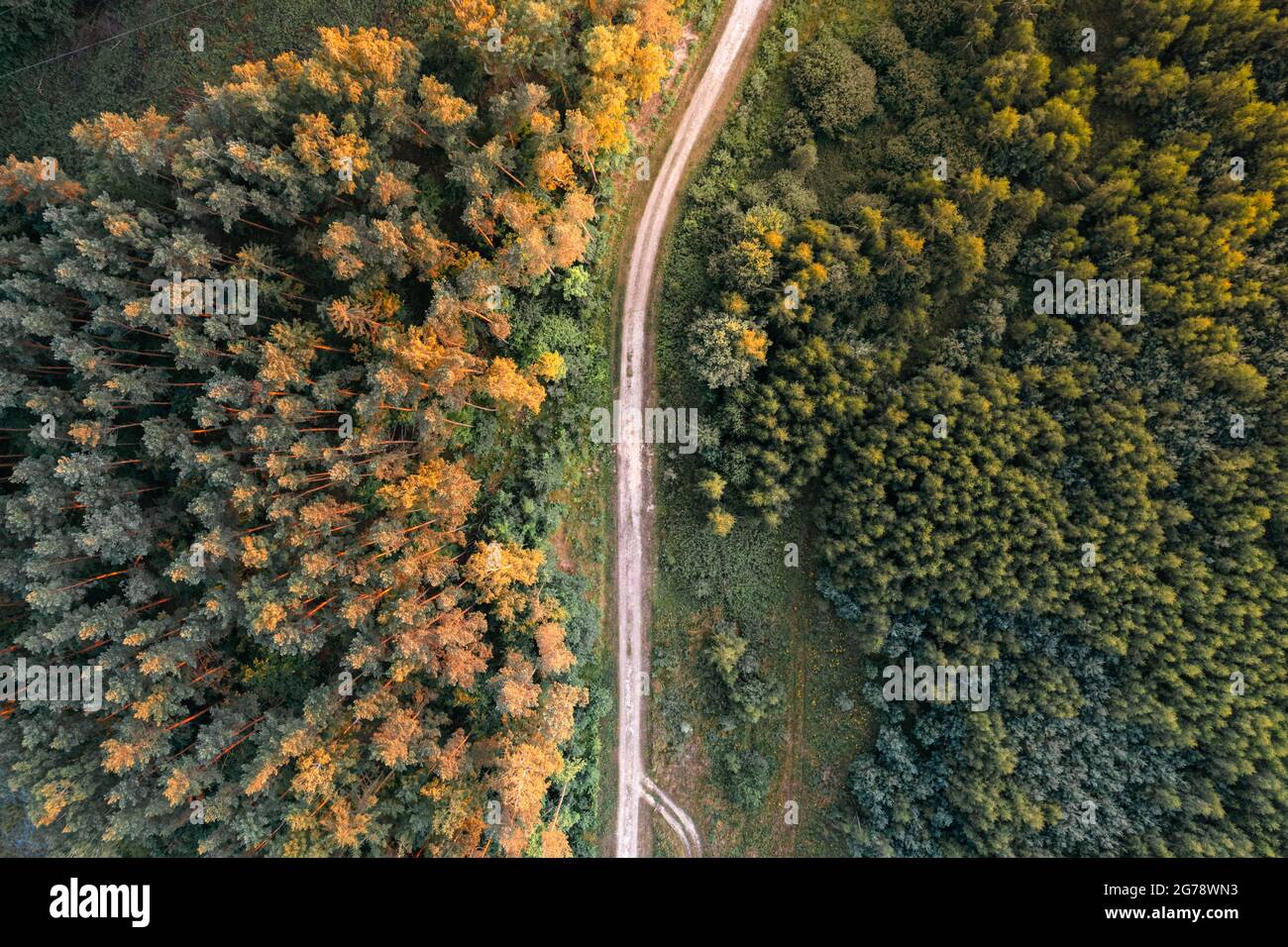 Aerial top down drone view of forest road in rural countryside during golden summer sunset Stock ...