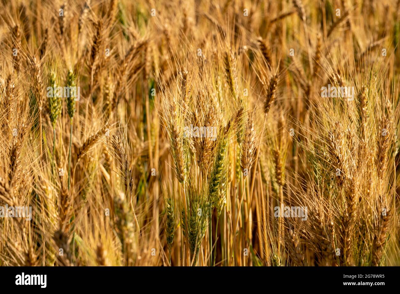 Rye plant hi-res stock photography and images - Alamy