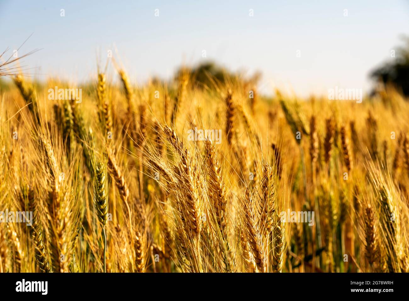 Rye plant hi-res stock photography and images - Alamy