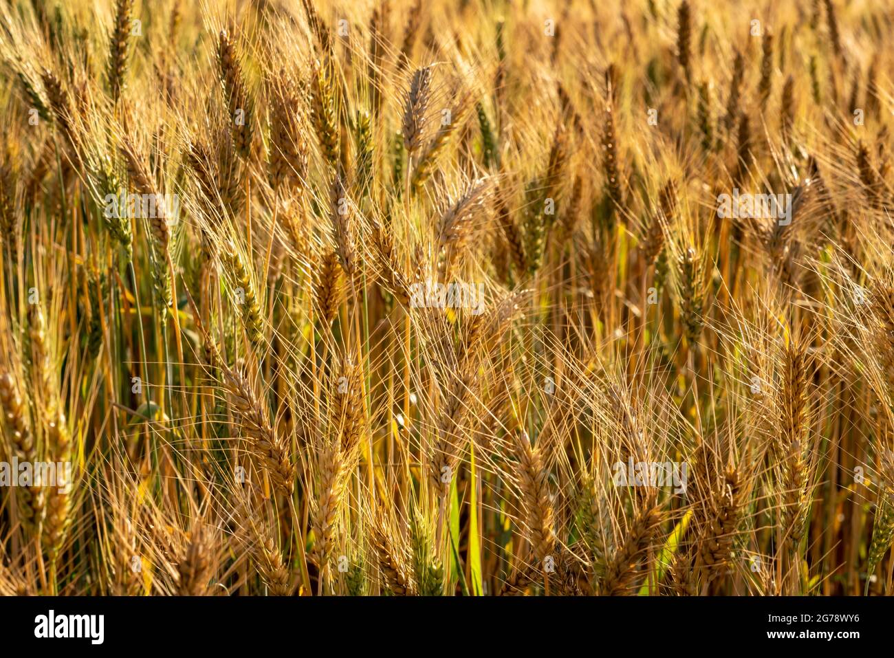 Rye plant hi-res stock photography and images - Alamy