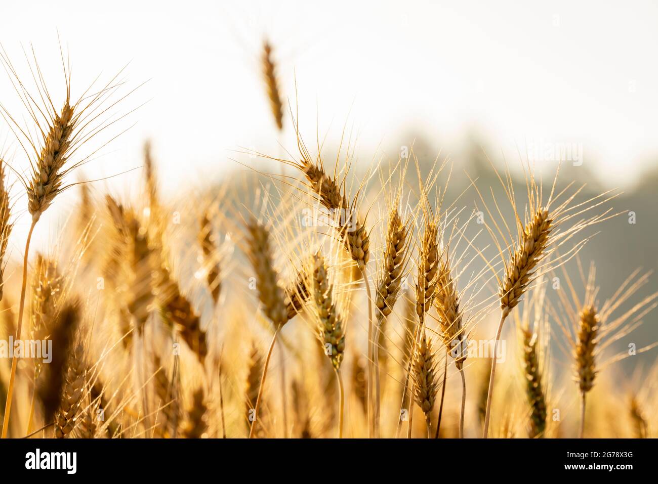 Rye plant hi-res stock photography and images - Alamy