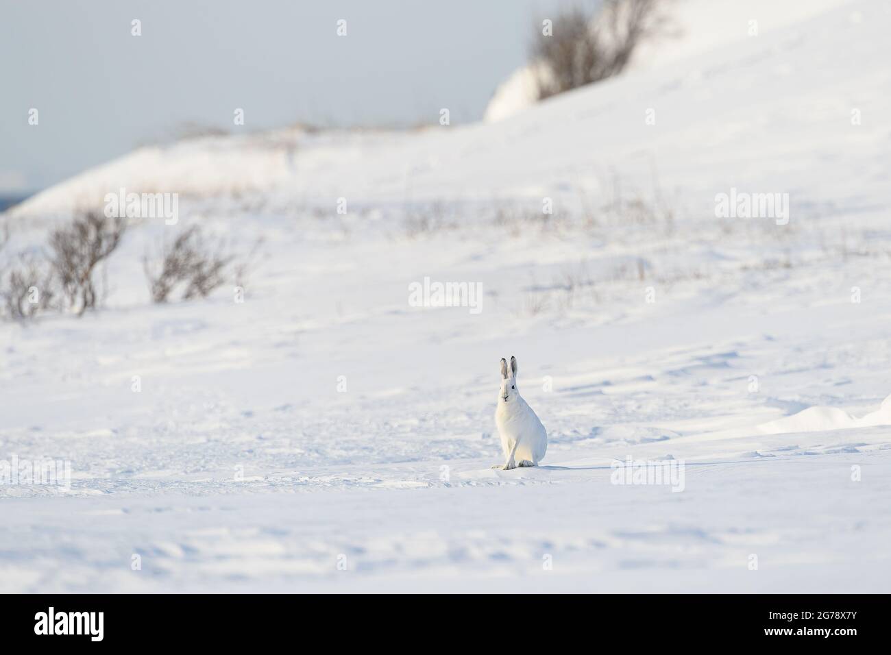 Mountain hare (Lepus timidus) with white fur in snowy landscape, Vardø ...