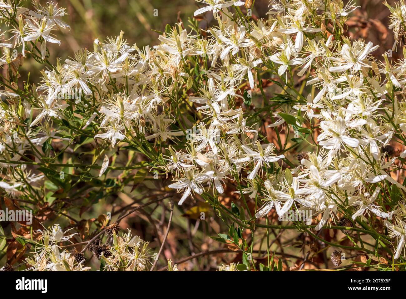 Clematis flammula, Sweet-scented Virgin's-bower Flower Growing Wild in ...