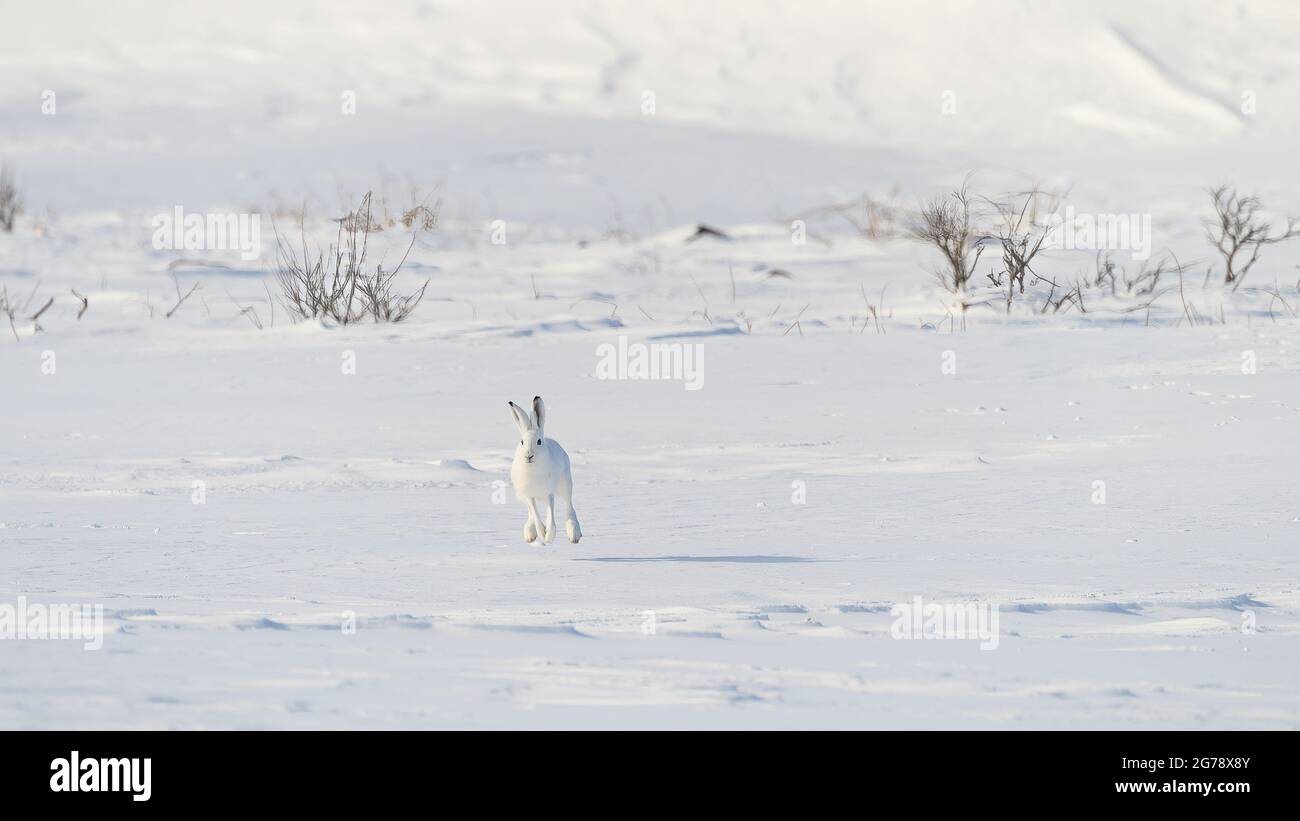 Mountain hare (Lepus timidus) with white fur in snowy landscape, Vardø ...
